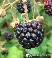 Beneficios de las zarzamoras – Botanical-online