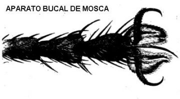 Curiosidades sobre las moscas – Botanical-online