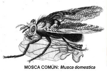 Curiosidades sobre las moscas – Botanical-online