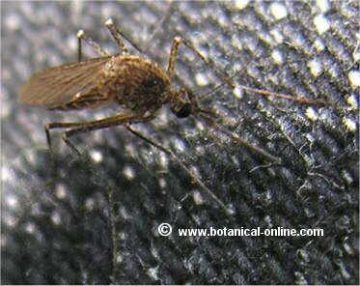 Insectos parásitos – Botanical-online