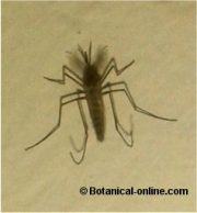 ¿Por que nos pican los mosquitos? – Botanical-online