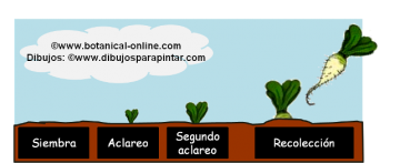 Cultivo del nabo y el colinabo – Botanical-online