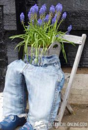 Cultivo y cuidados del nazareno – Botanical-online