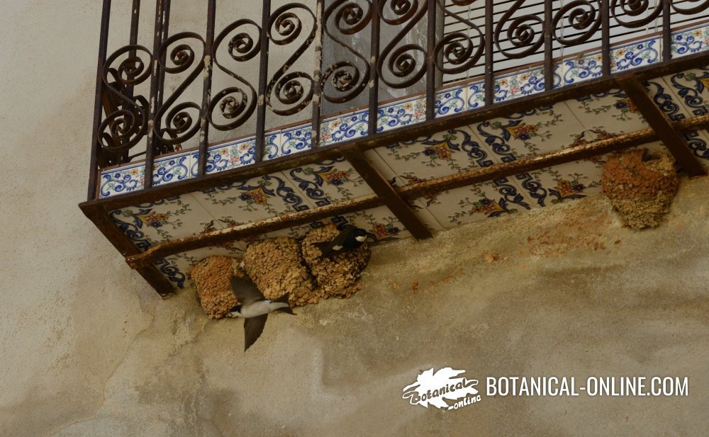 Nido de golondrina común – Botanical-online