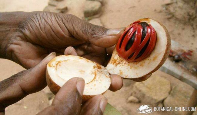 Índice glucémico de las verduras y tubérculos – Botanical-online