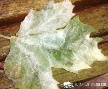 Tratamiento ecológico del oídio – Botanical-online