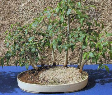 Olmo – bonsái – Botanical-online