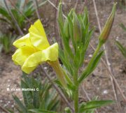 Oenothera biennis – onagra – Botanical-online