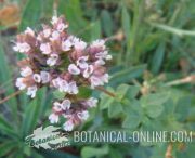 Nombre científico del orégano – Botanical-online