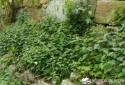 Cultivo y recolección de la ortiga, planta medicinal – Botanical-online