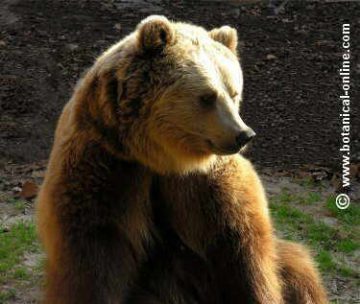 Características de los osos – Botanical-online