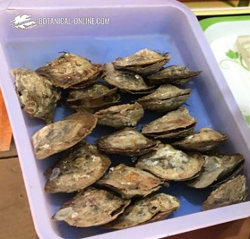 Animales que hacen perlas – Botanical-online