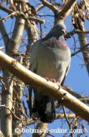 Palomas urbanas – Botanical-online