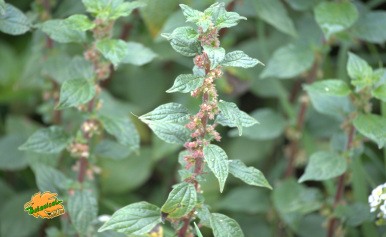 Propiedades de Parietaria officinalis, hierba del muro – Botanical-online