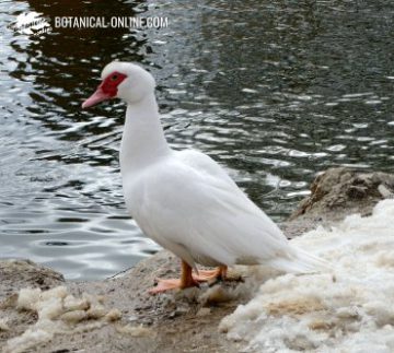 Características del pato doméstico – Botanical-online