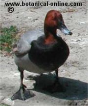 Especies de patos – Botanical-online