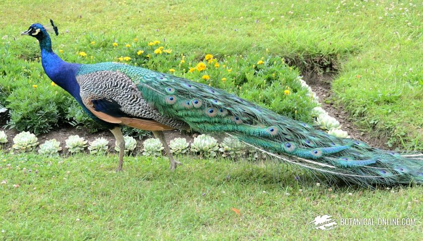 Características del pavo real – Botanical-online