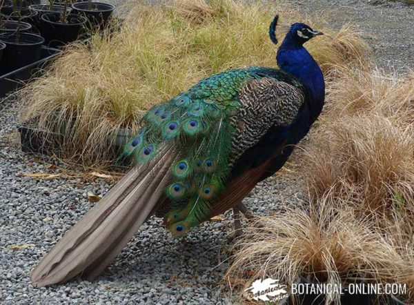 Características del cerdo – Botanical-online
