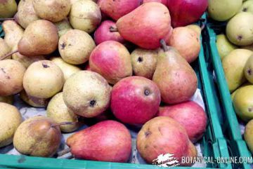 Propiedades nutricionales de la pera – Botanical-online