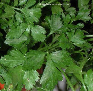 Características del perejil – Botanical-online