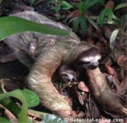 Oso perezoso – Botanical-online