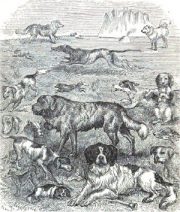 De dónde vienen los perros – Botanical-online