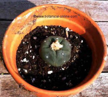 El cultivo del peyote – Botanical-online