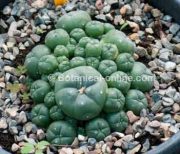 Historia del peyote – Botanical-online