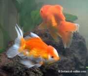 Cuidados y cría del pez rojo – Botanical-online