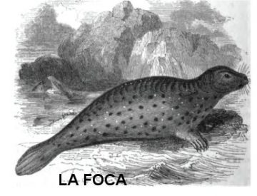 Características de la foca – Botanical-online