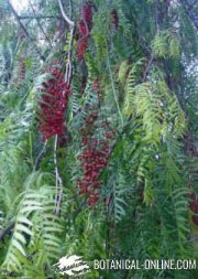 Usos de la pimienta rosa como especia – Botanical-online