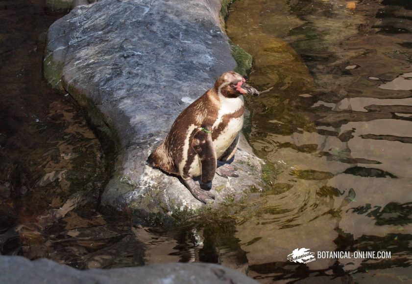 Características del ratón doméstico – Botanical-online