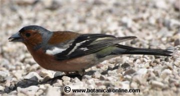 Características del pinzón – Botanical-online