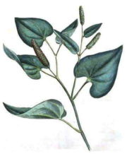 Características de la pimienta larga planta – Botanical-online