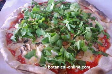 Receta de pizza de quesos con rúcula – Botanical-online