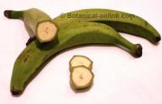 Cómo cocinar plátano macho – Botanical-online