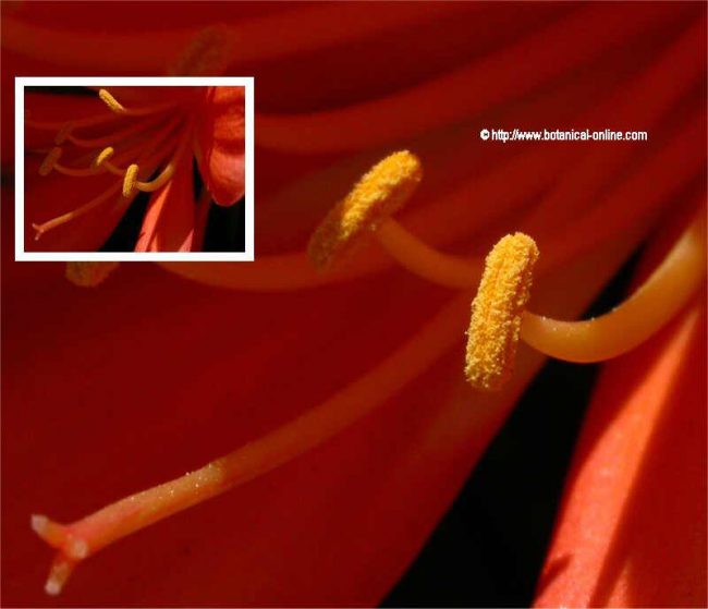 Características del agracejo – Botanical-online