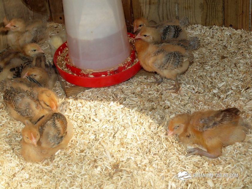 Características de las efímeras – Botanical-online