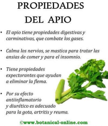 Preparados medicinales con apio – Botanical-online