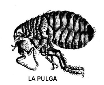 Caracteristicas de las pulgas – Botanical-online