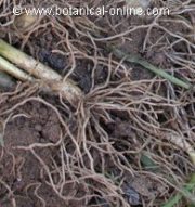 Tipos de raíces de las plantas – Botanical-online