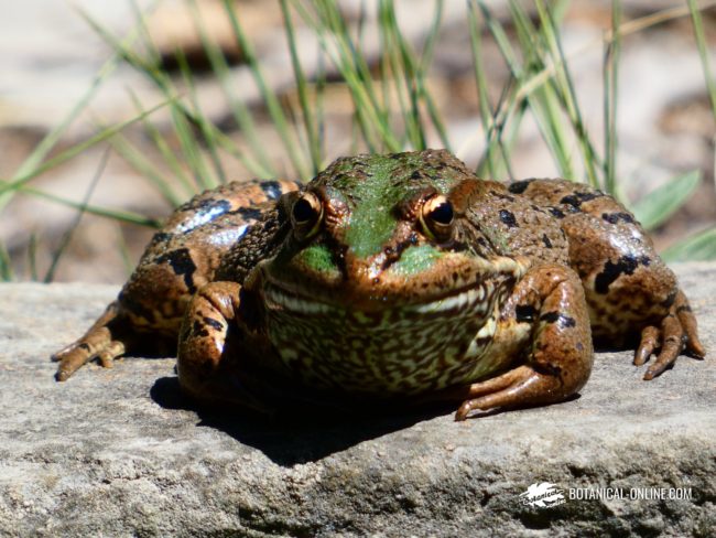 Características de las ranas – Botanical-online