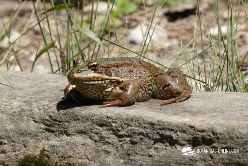 Información sobre la rana verde – Botanical-online