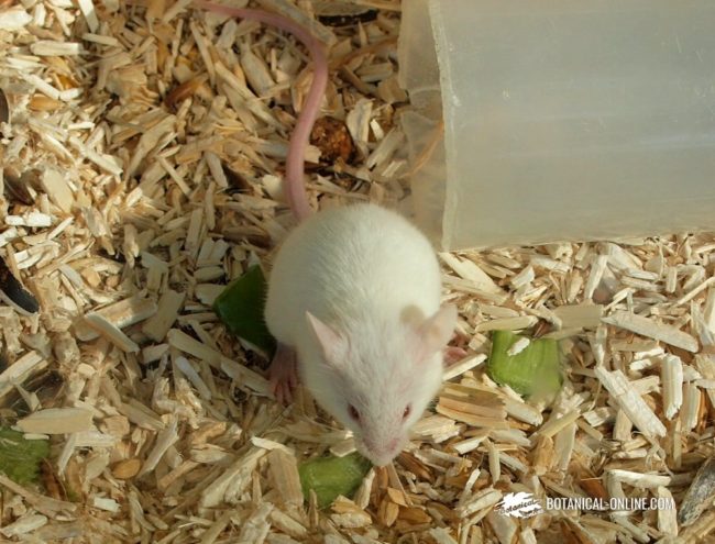 Características del ratón doméstico – Botanical-online