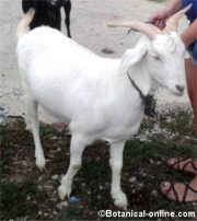 Razas de cabras – Botanical-online