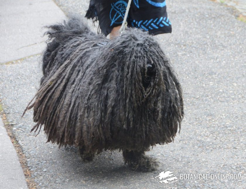 Características del Puli – Botanical-online