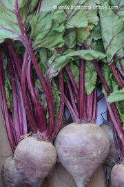 Propiedades de la remolacha – Botanical-online
