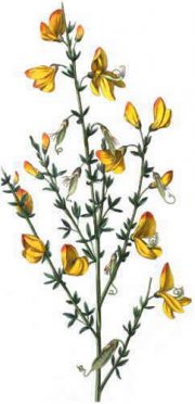 Propiedades de la retama negra – Botanical-online