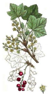 ¿Qué es la grosella roja? – Botanical-online