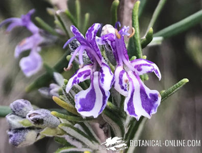 El cultivo del romero – Botanical-online